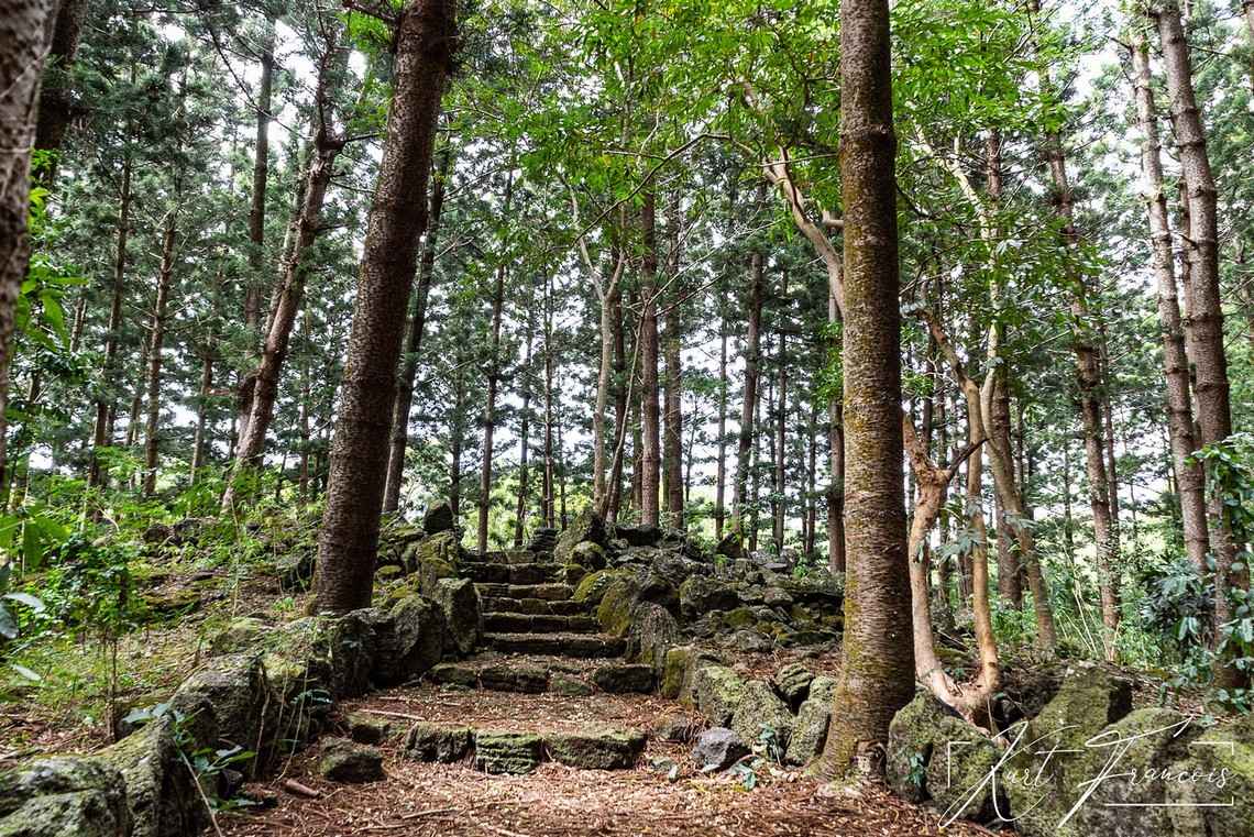 Forêt Daruty - Villes et villages de l'Île Maurice par BARNES